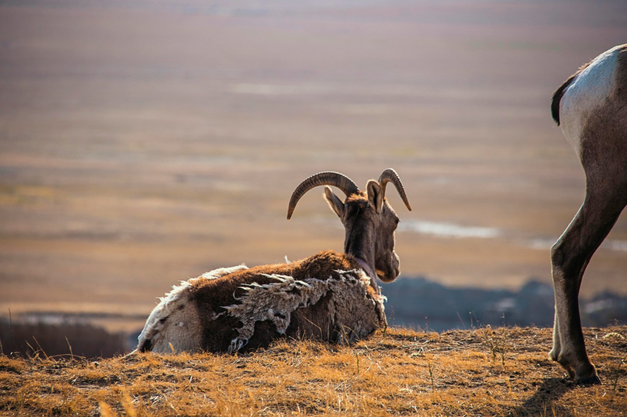 Pastoral